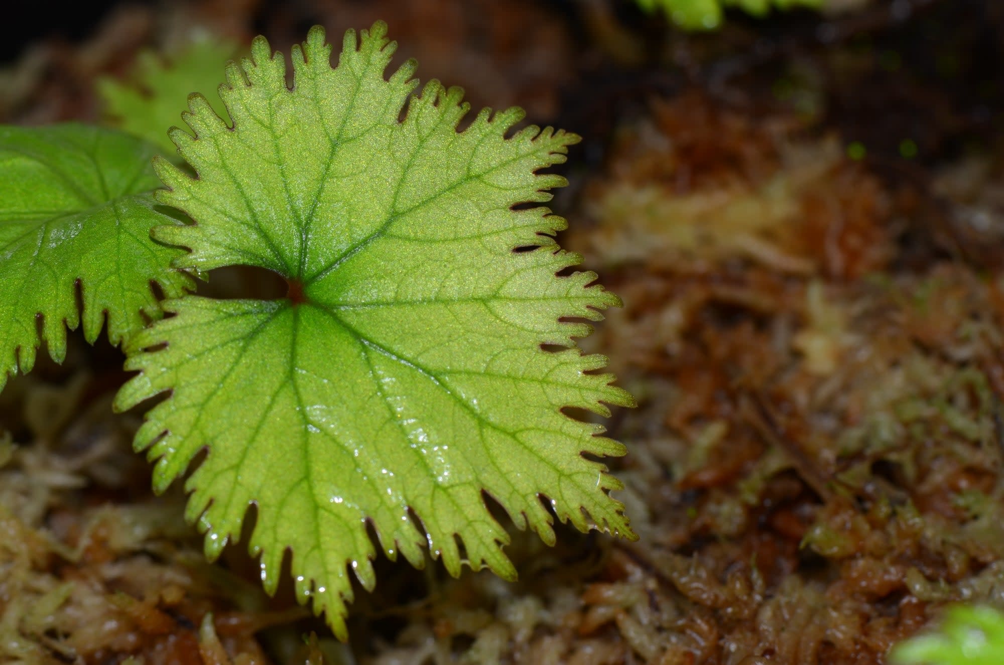 Begonia lyalli var. Masoalensis - Roonami