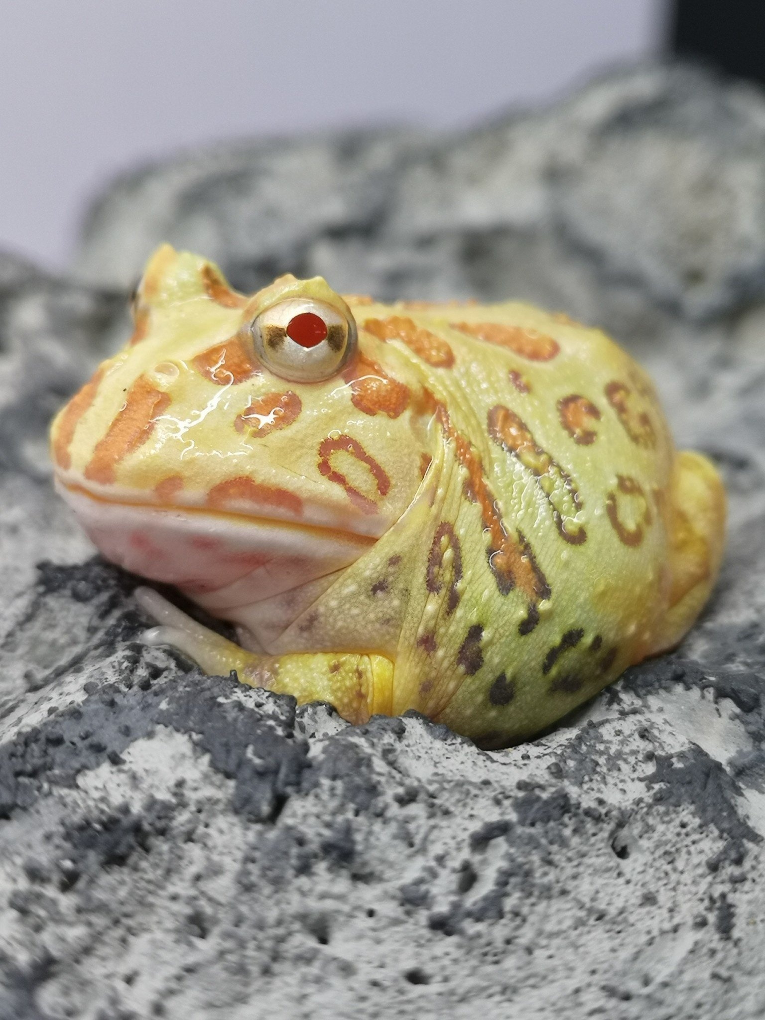 Albino Pacman Frog