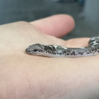 Amphibians, Reptiles and Supplies | Roonami - Roonami