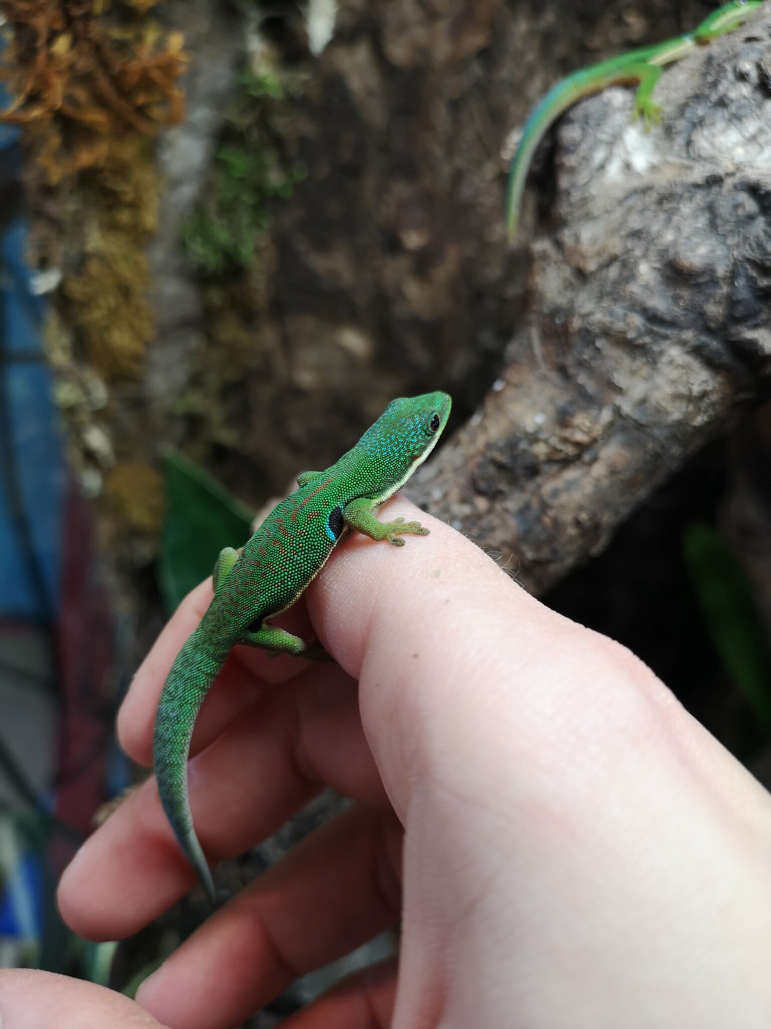 Peacock Day Gecko - Roonami
