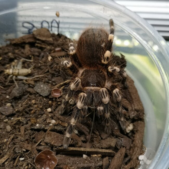 Acanthoscurria geniculata 'Brazilian Giant White Knee' Male 2"+ - Roonami