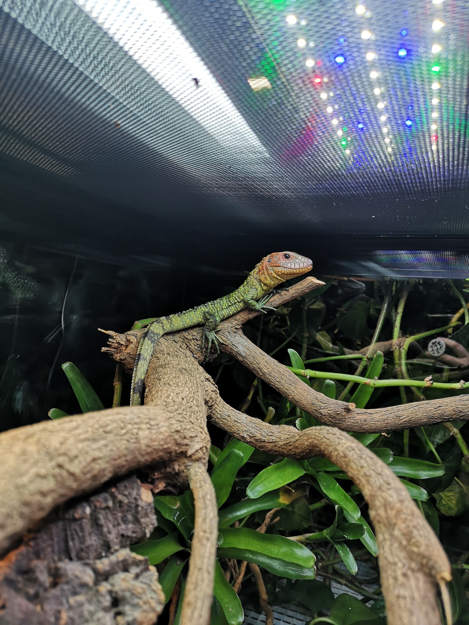 Caiman Lizard, Dracaena guianensis - Roonami