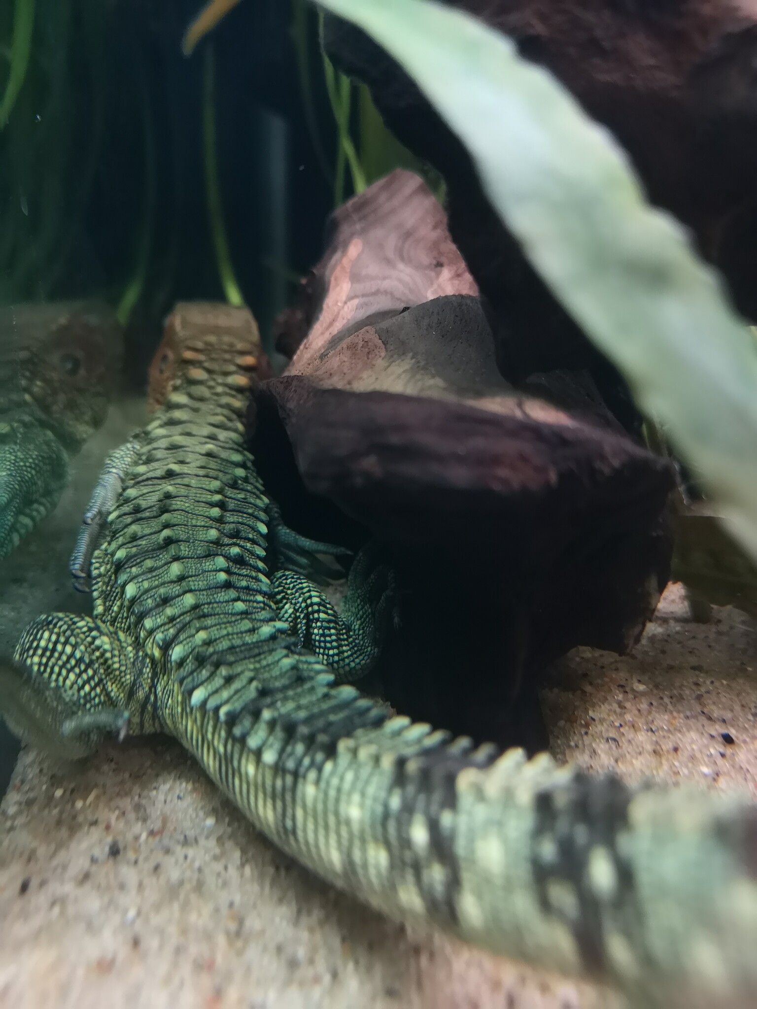 Caiman Lizard, Dracaena guianensis - Roonami