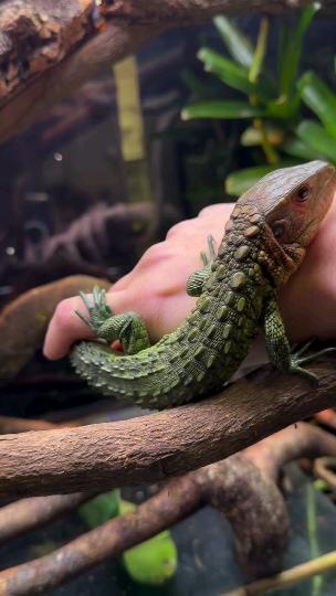 Caiman Lizard, Dracaena guianensis - Roonami