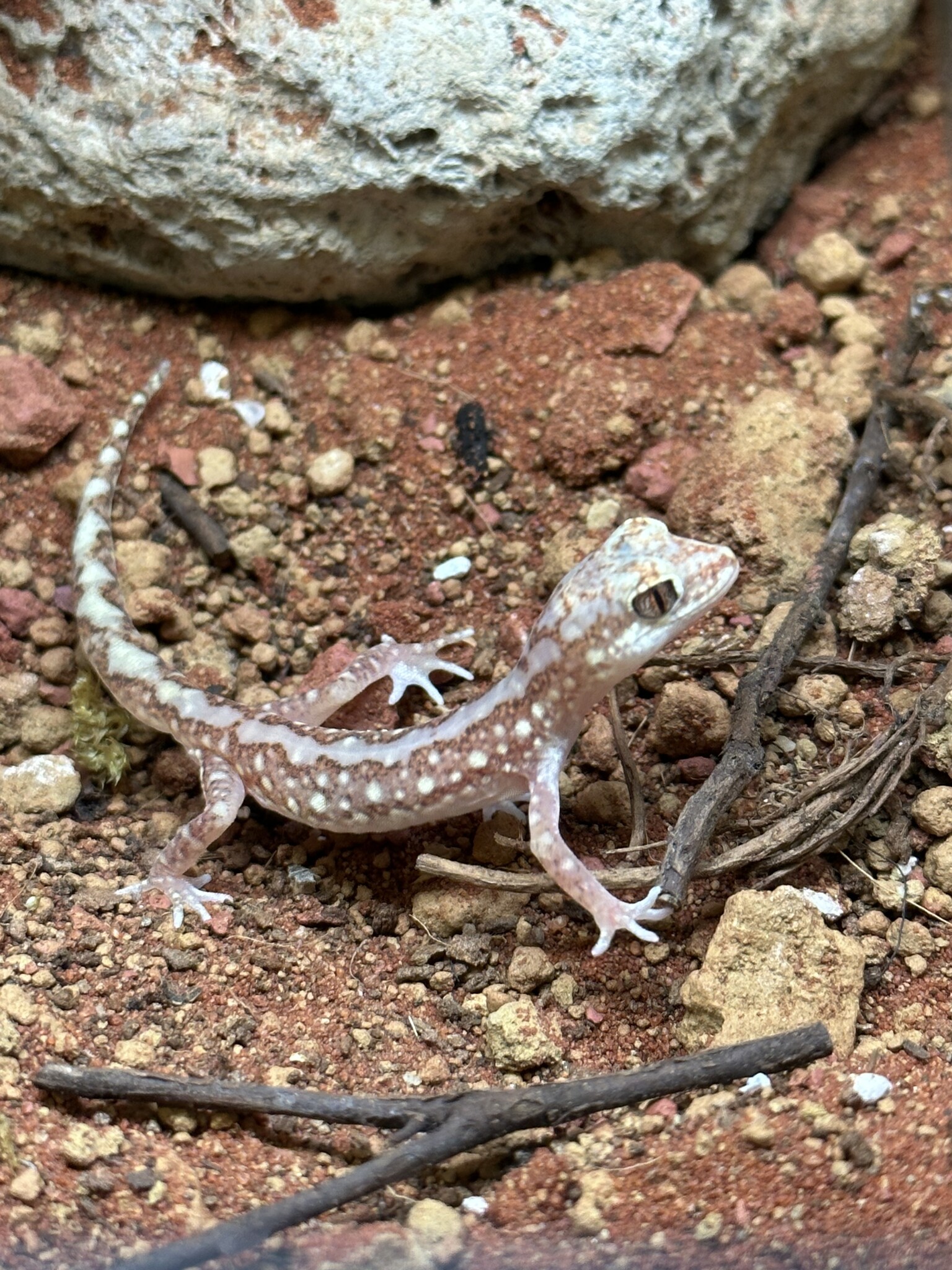 Beaded Gecko (Lucasium damaeum) - Roonami