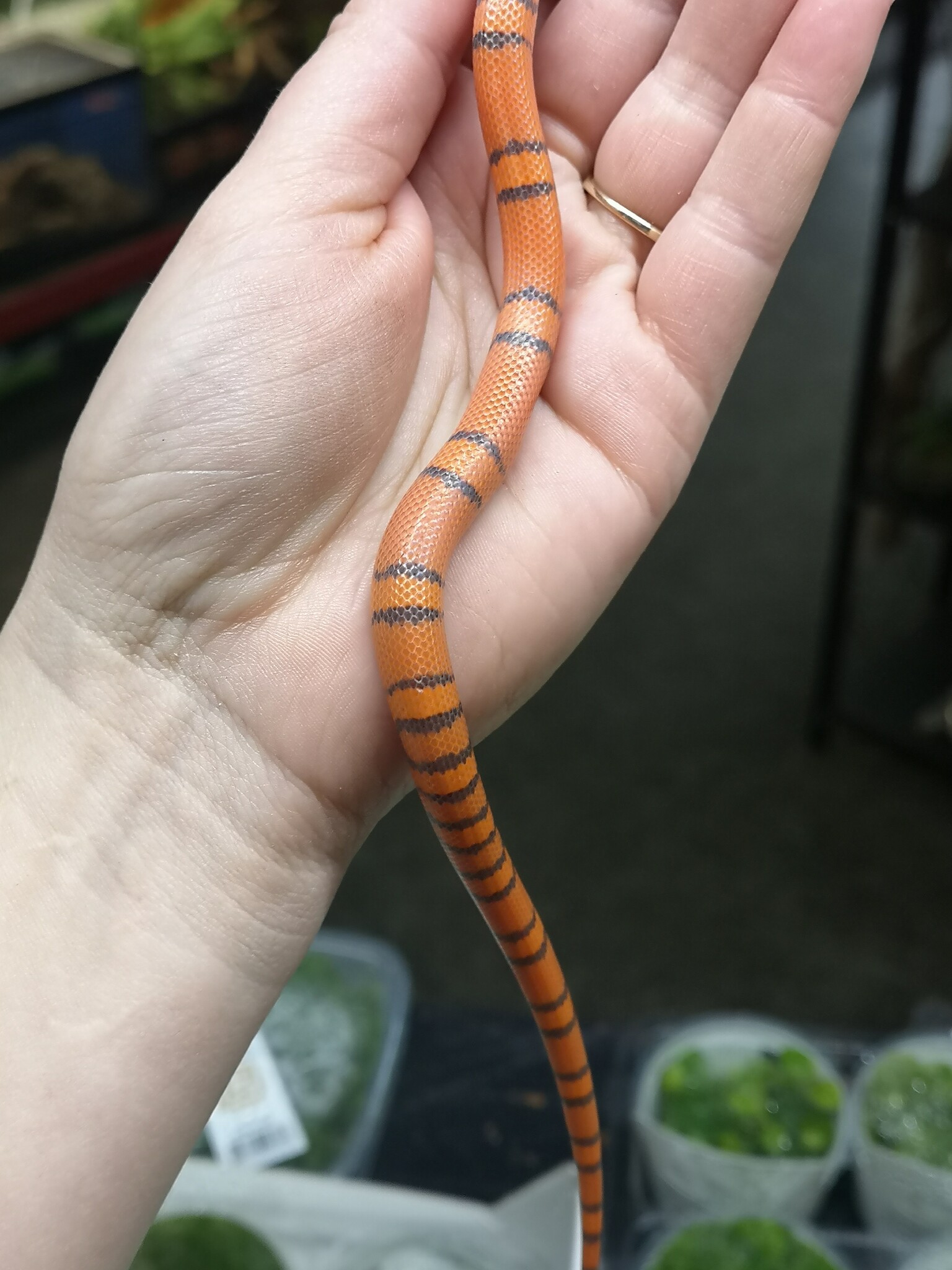 Hypo Honduran Milk Snake