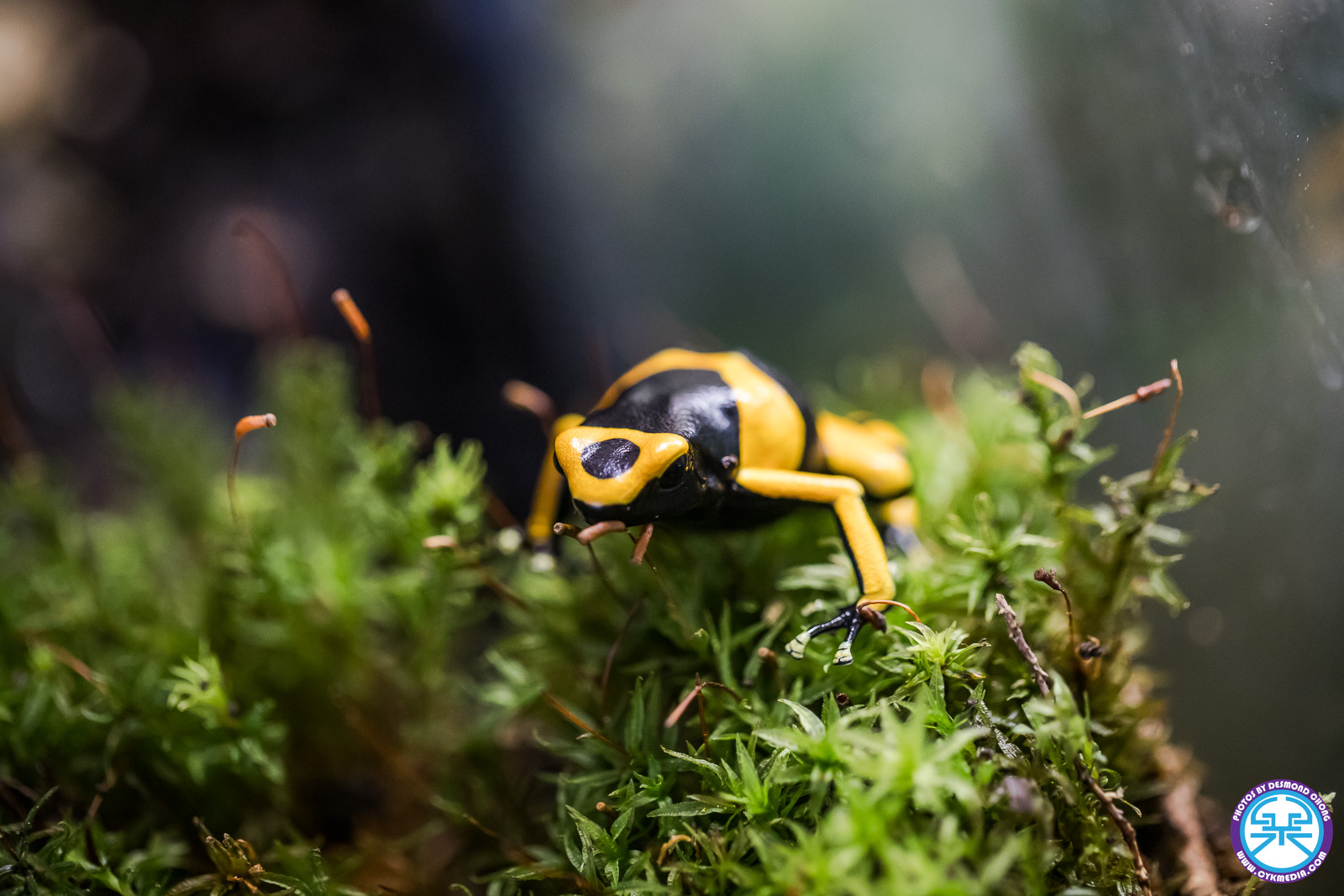 Dendrobates leucomelas 'Orange Banded' Dart Frog - Roonami