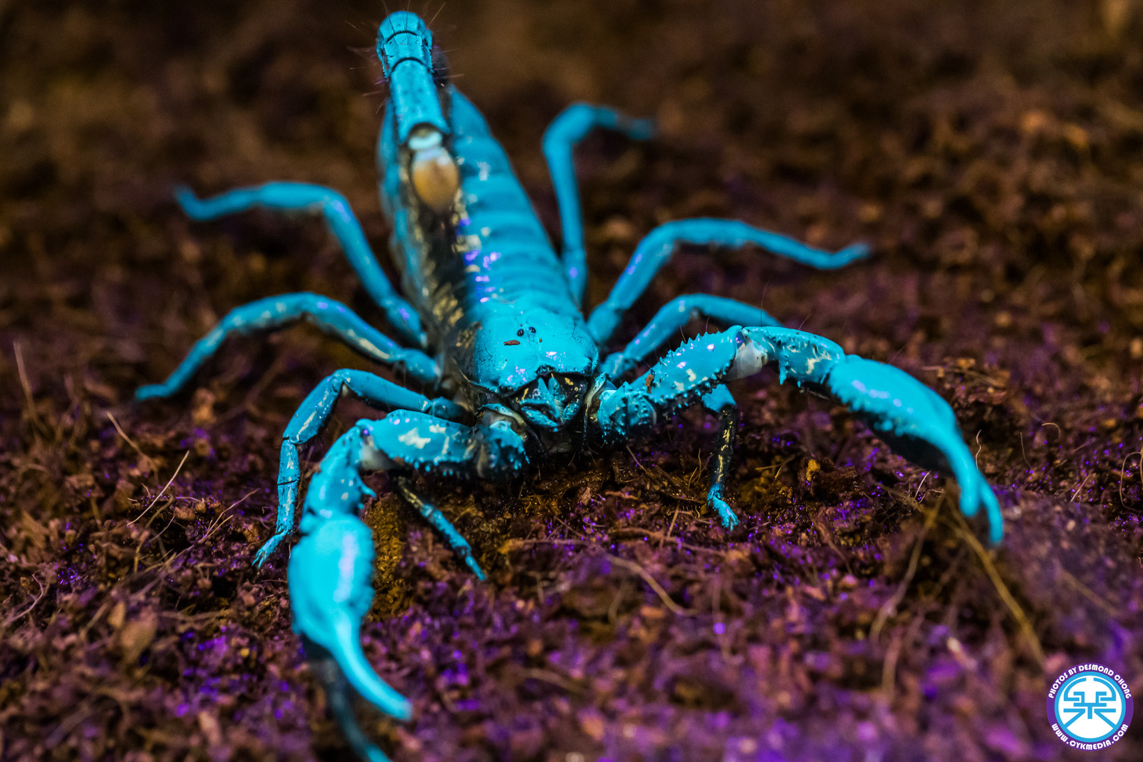 Asian Blue Forest Scorpion - Roonami