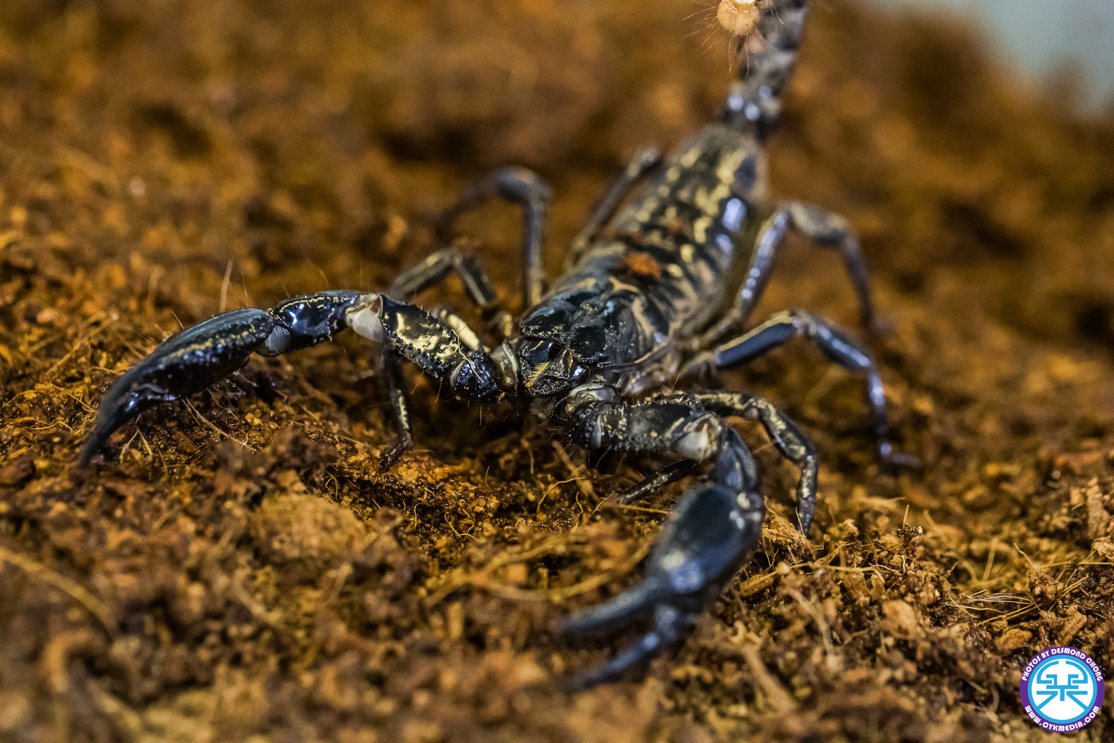 Asian Blue Forest Scorpion - Roonami