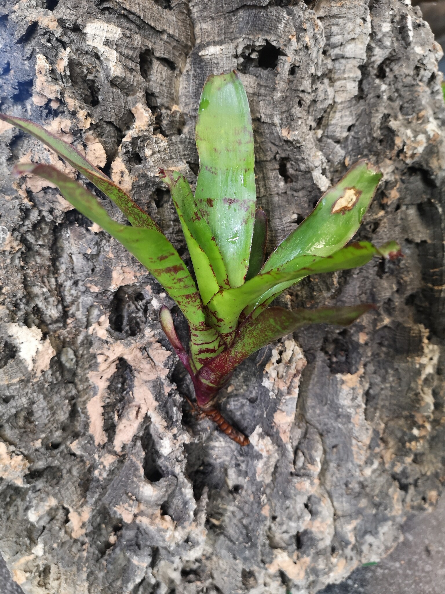 Mini Neoregelia Bromeliad 6-8" - Roonami