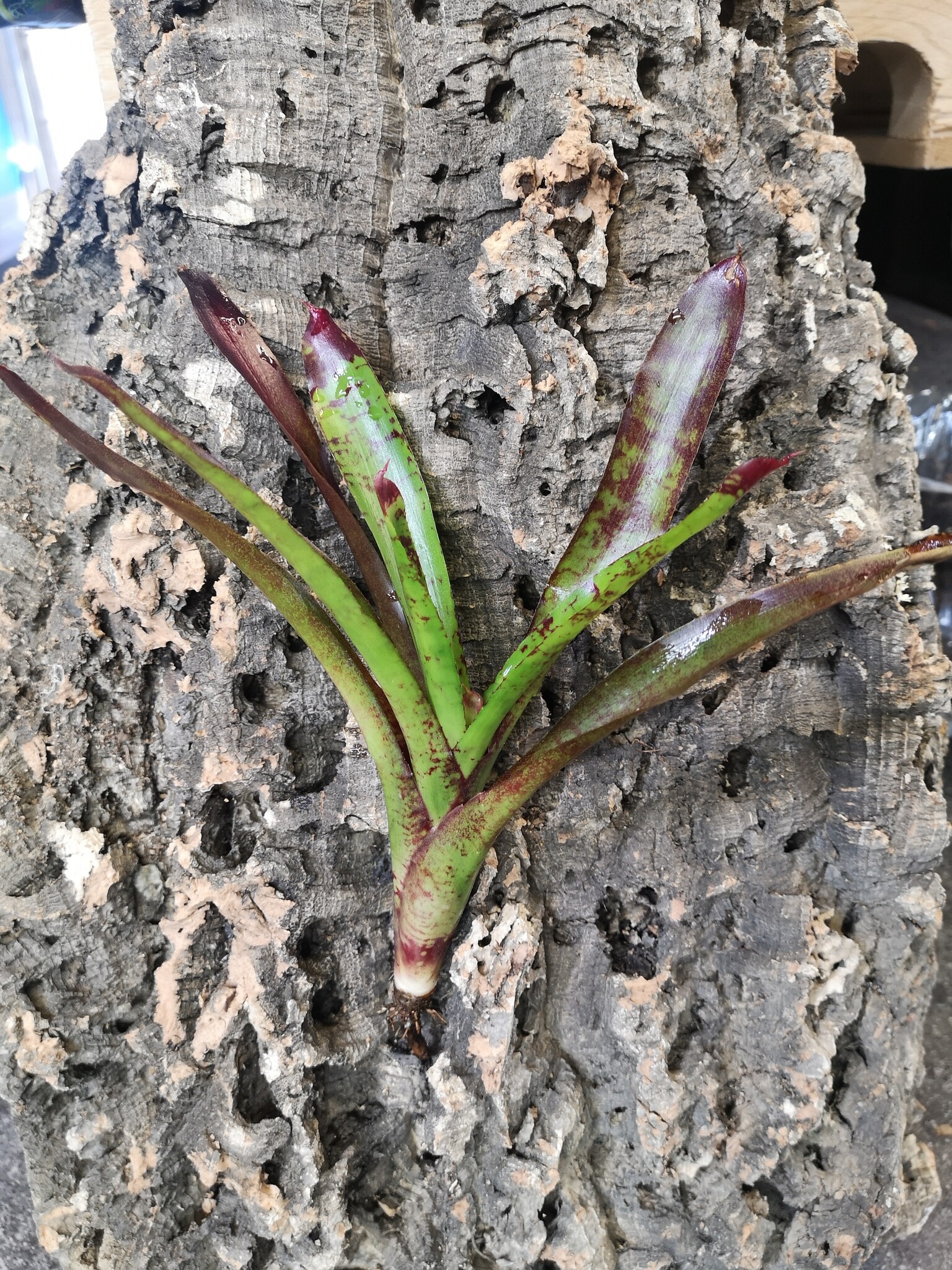 Mini Neoregelia Bromeliad 6-8" - Roonami