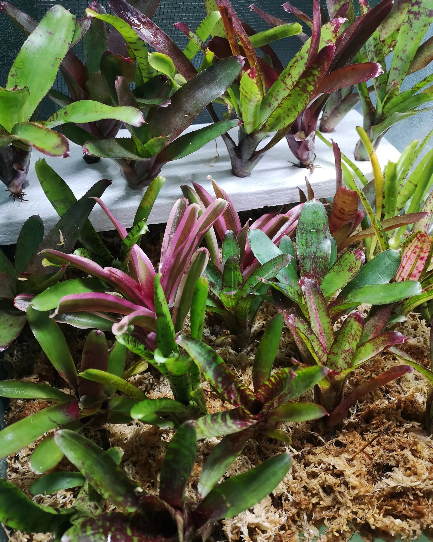 Mini Neoregelia Bromeliad 6-8" - Roonami
