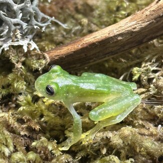 Amphibians, Reptiles and Supplies | Roonami - Roonami