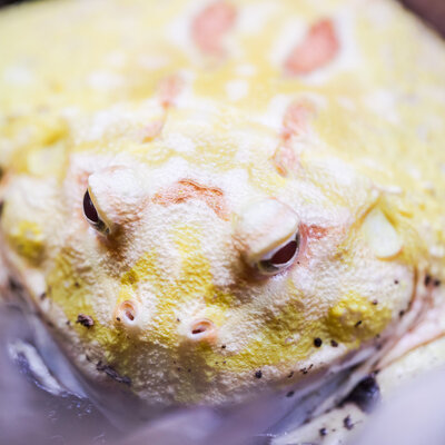 Amphibians, Reptiles and Supplies | Roonami - Roonami