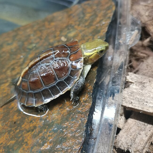 Chinese Box Turtle - Roonami