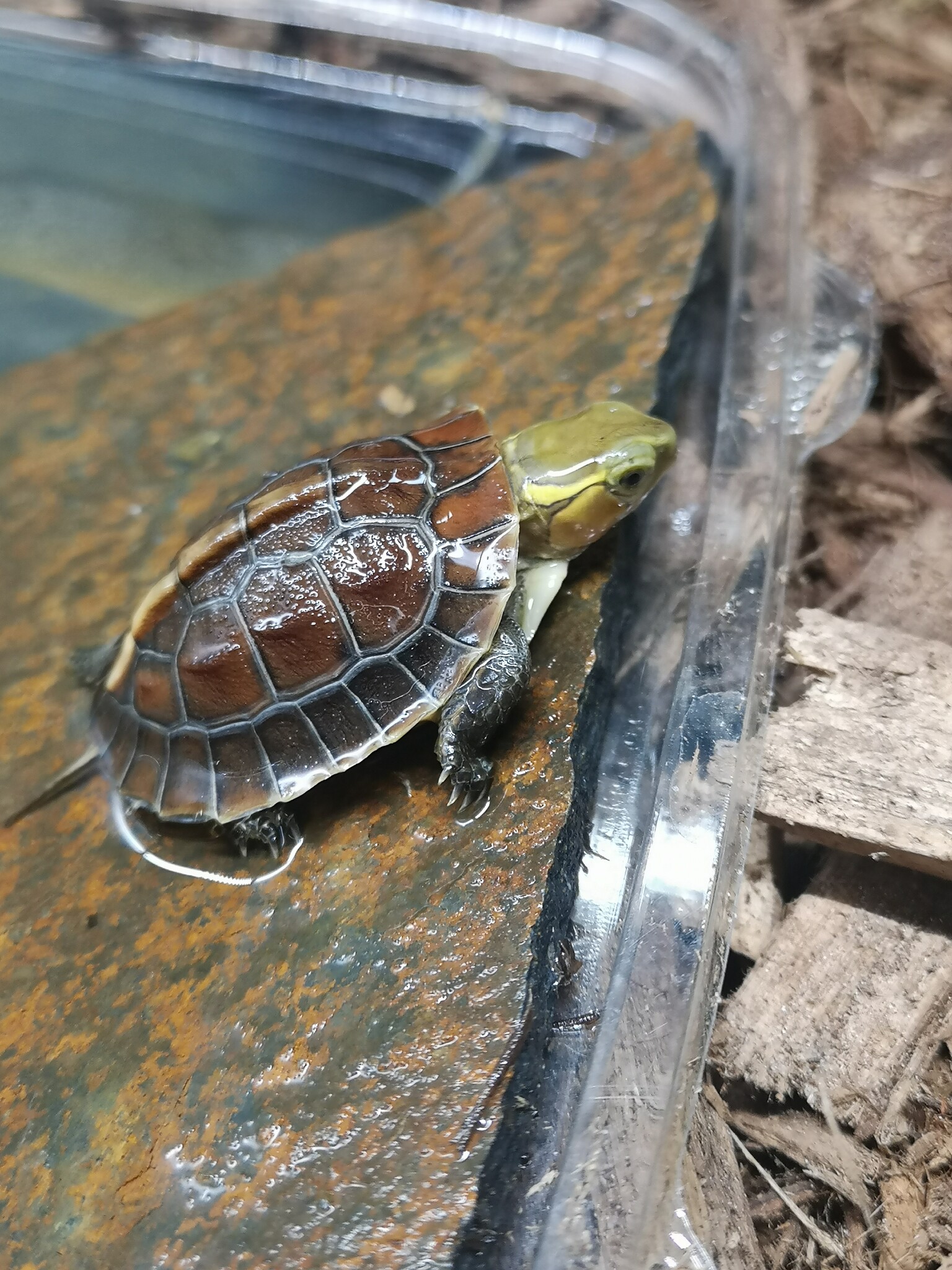 Chinese Box Turtle Edmonton Alberta - Roonami