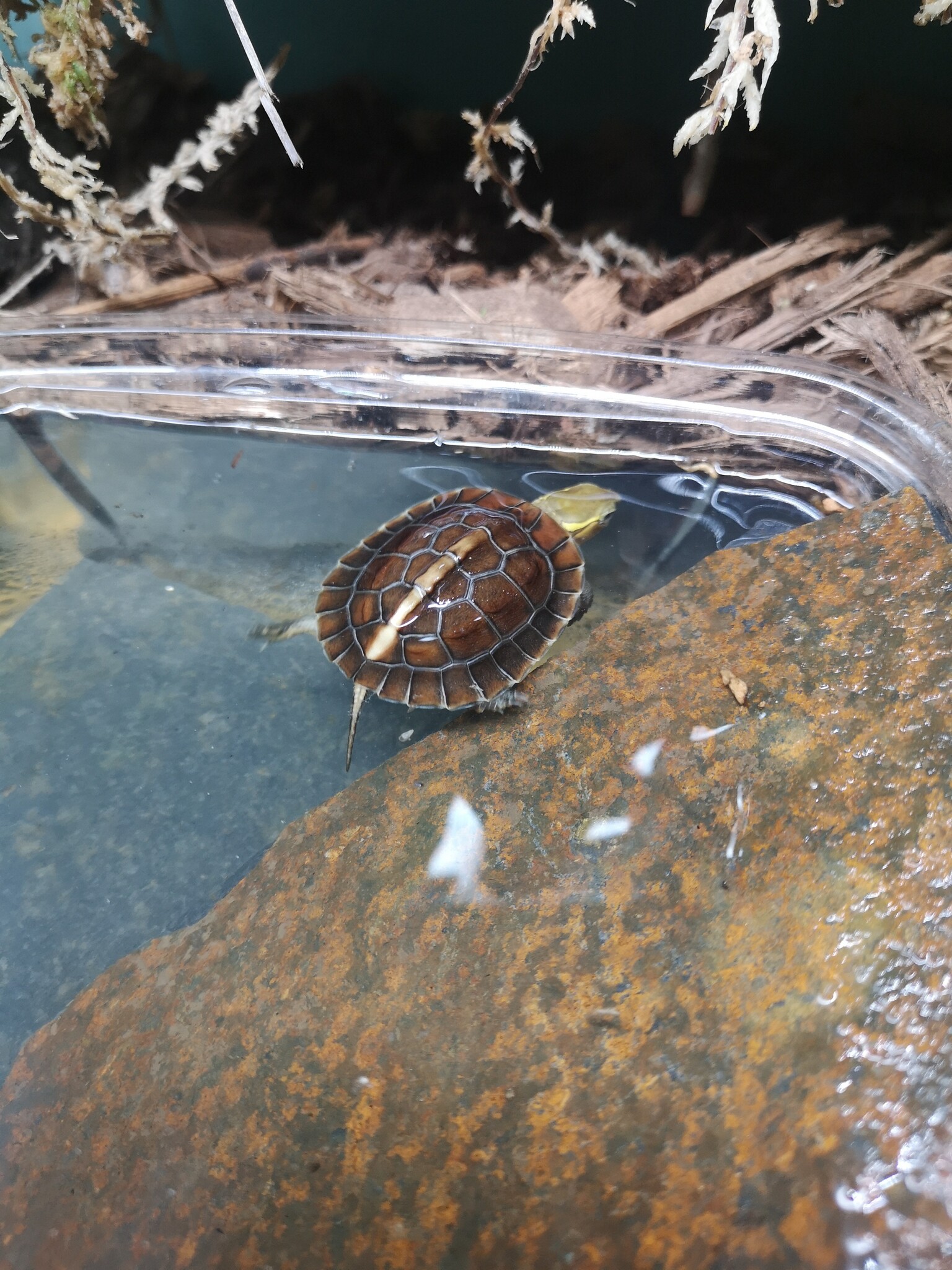 Chinese Box Turtle Edmonton Alberta - Roonami
