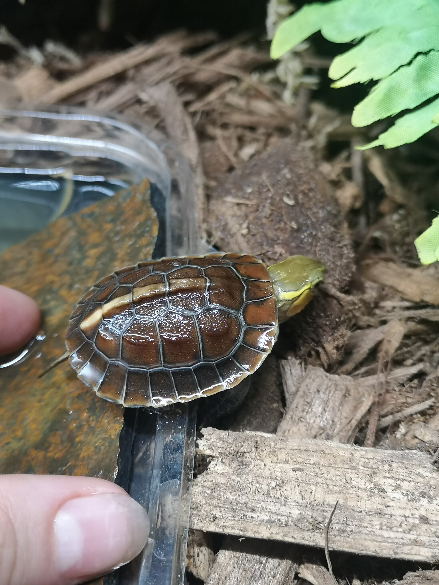 Chinese Box Turtle Edmonton Alberta - Roonami