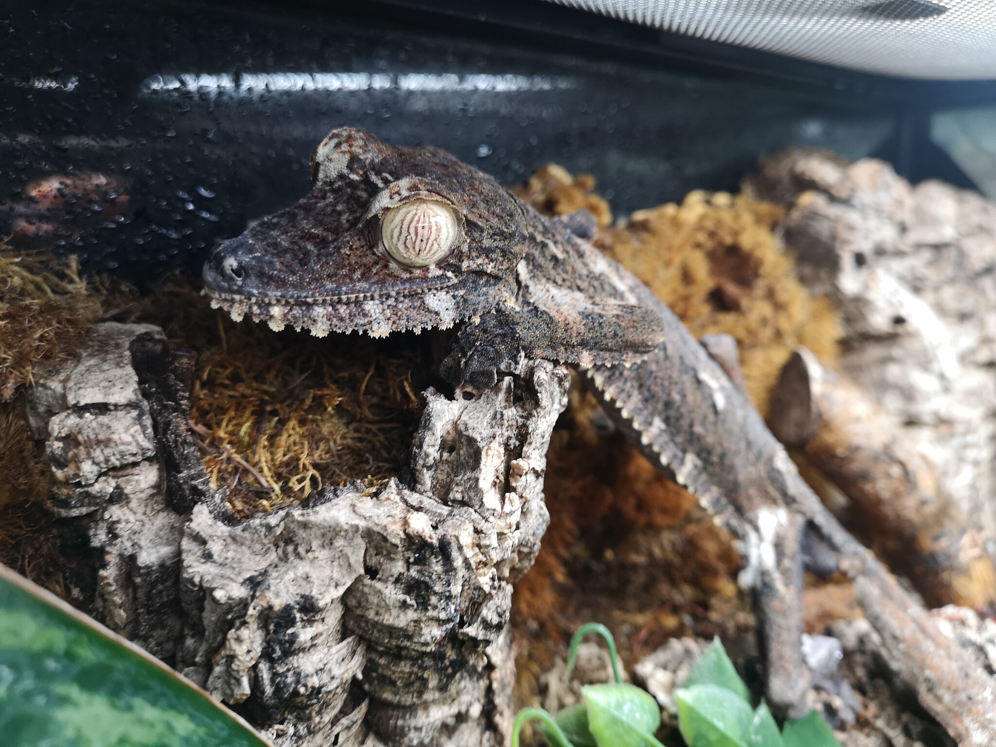 Giant Leaf Tailed Gecko Common Leaf Tail Gecko