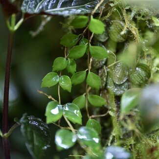 Live Plants - Roonami