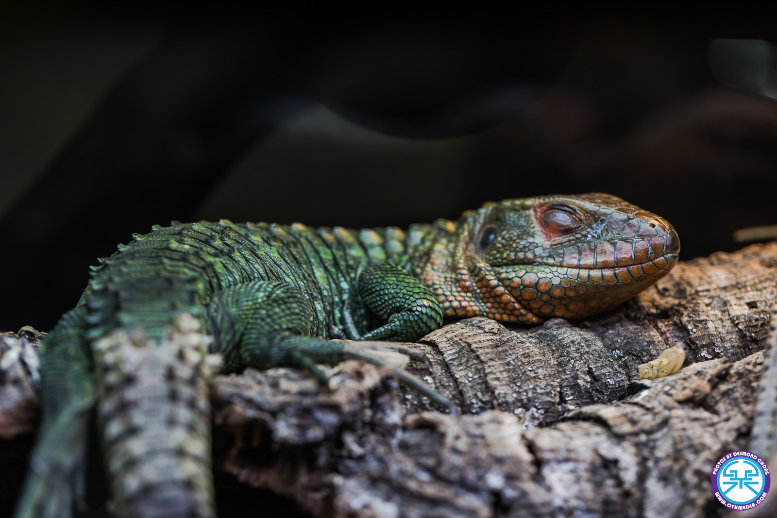 Caiman Lizard, Dracaena guianensis - Roonami
