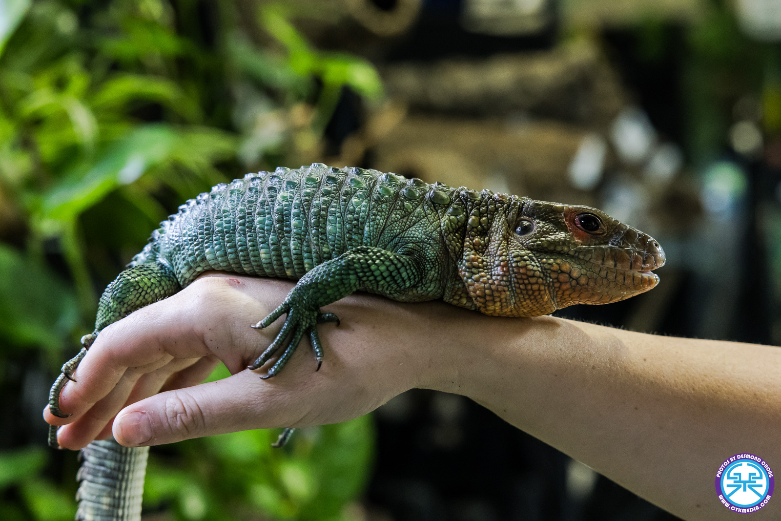 Caiman Lizard, Dracaena guianensis - Roonami