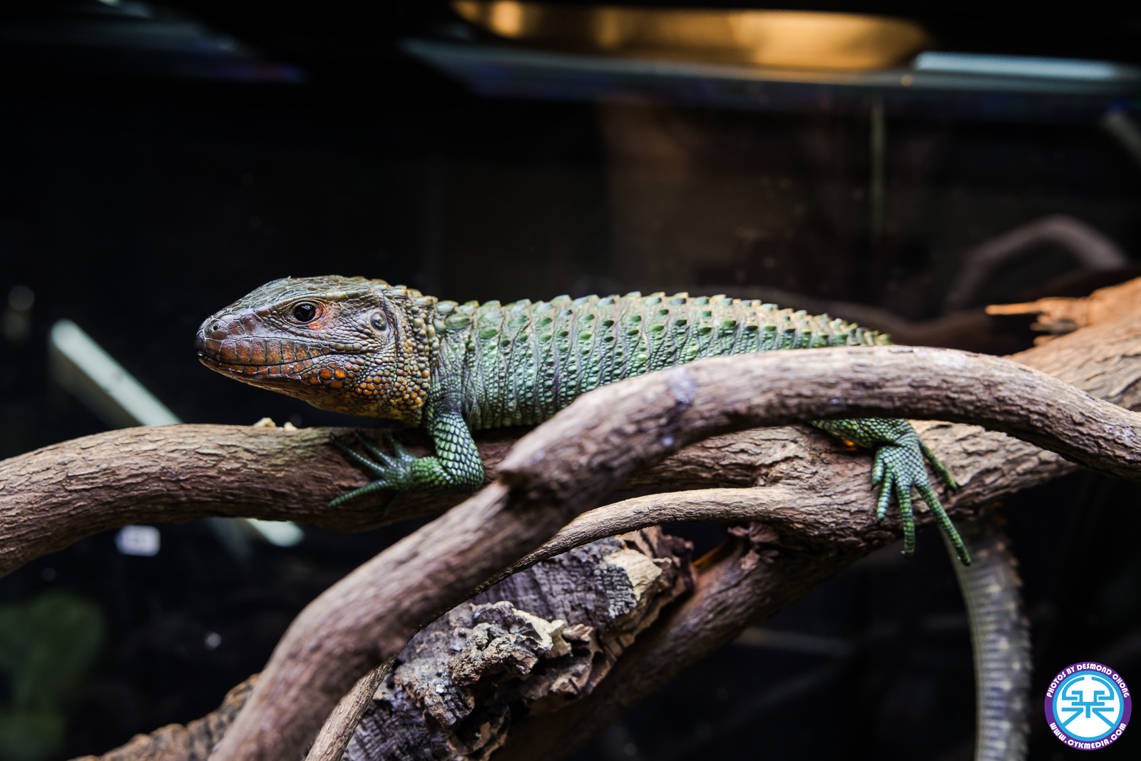 Caiman Lizard, Dracaena guianensis - Roonami