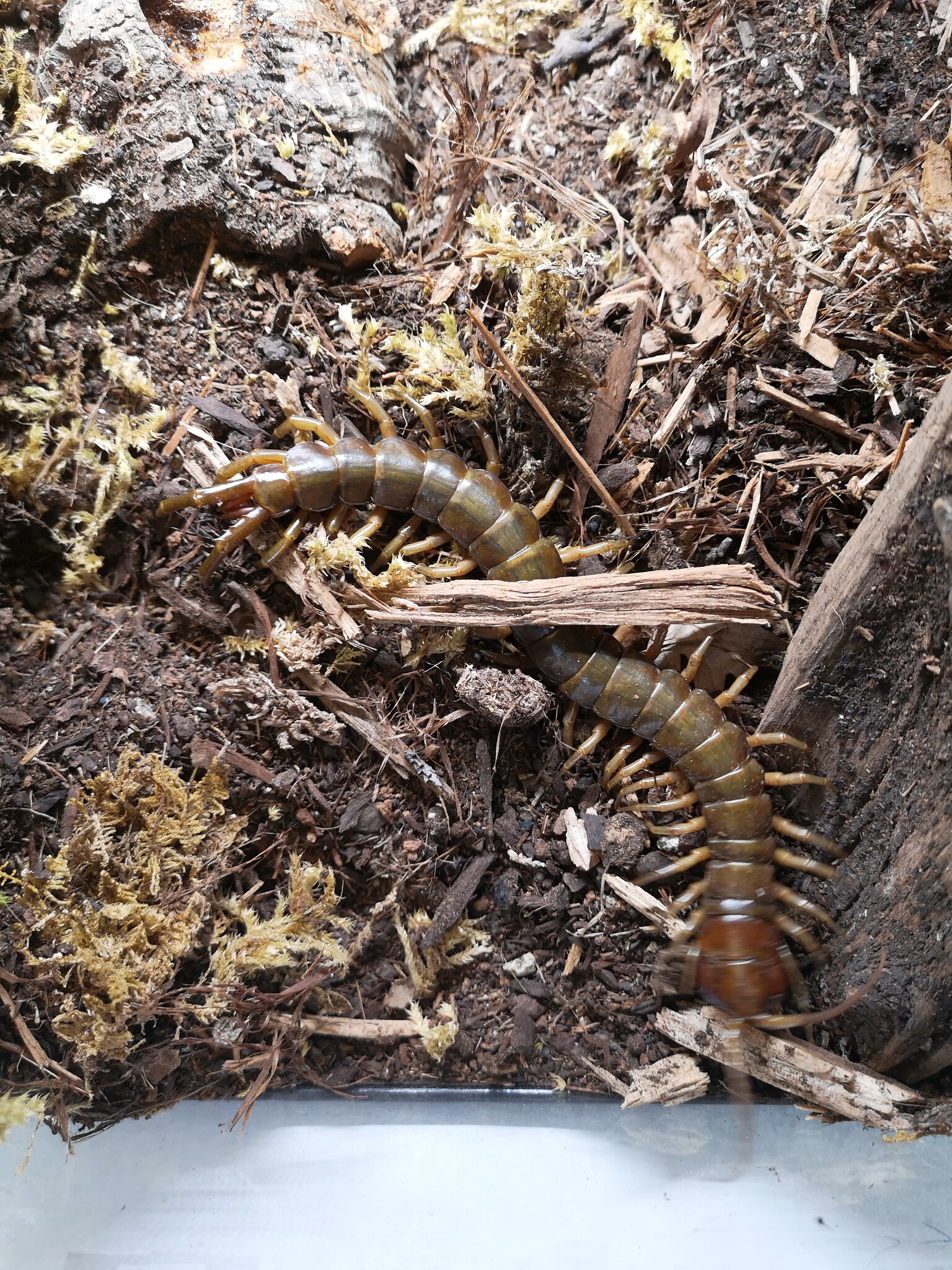 Solomon Island Giant Centipede Ethmostigmus rubripes - Roonami
