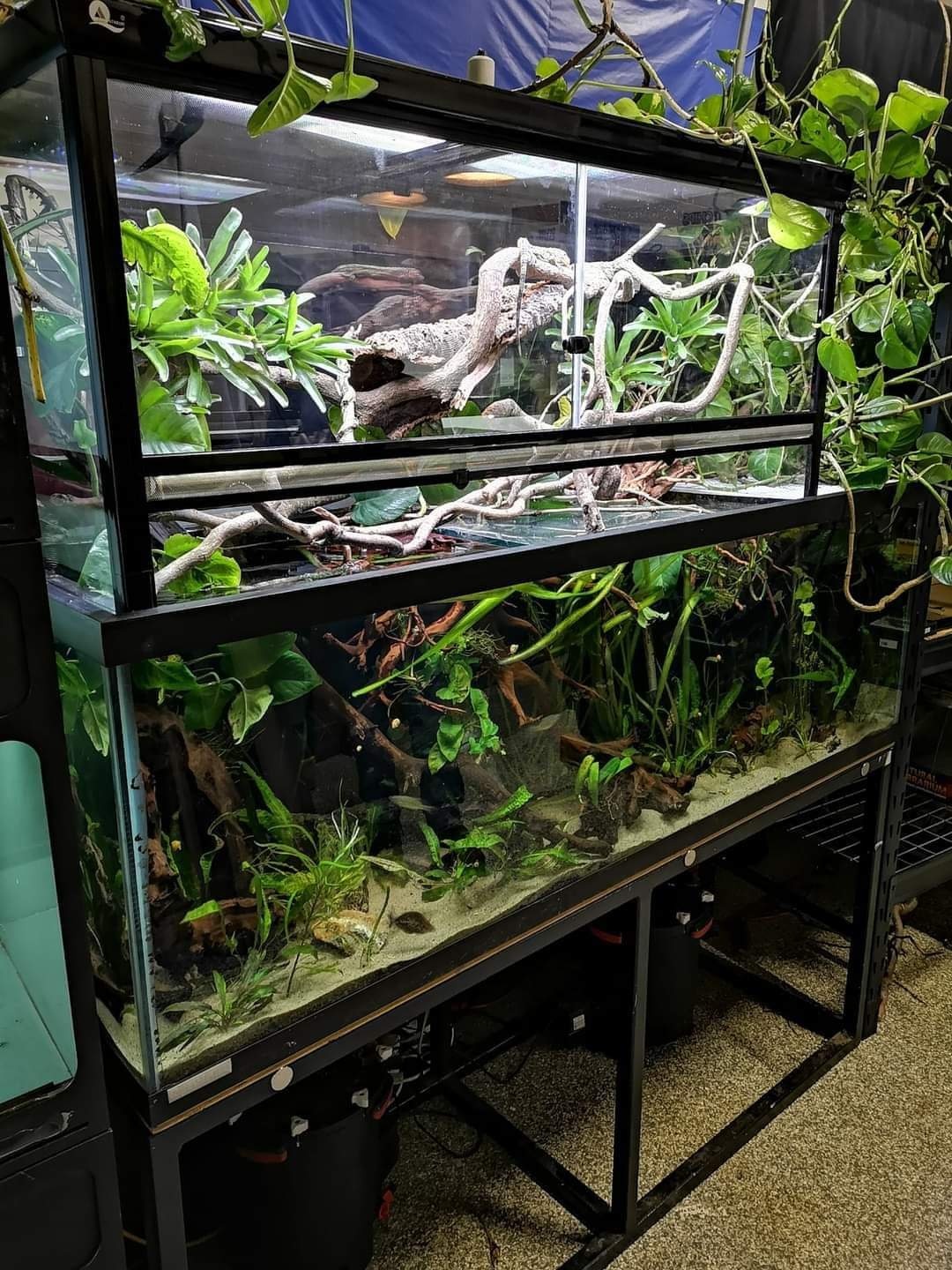 Caiman Lizard, Dracaena guianensis - Roonami