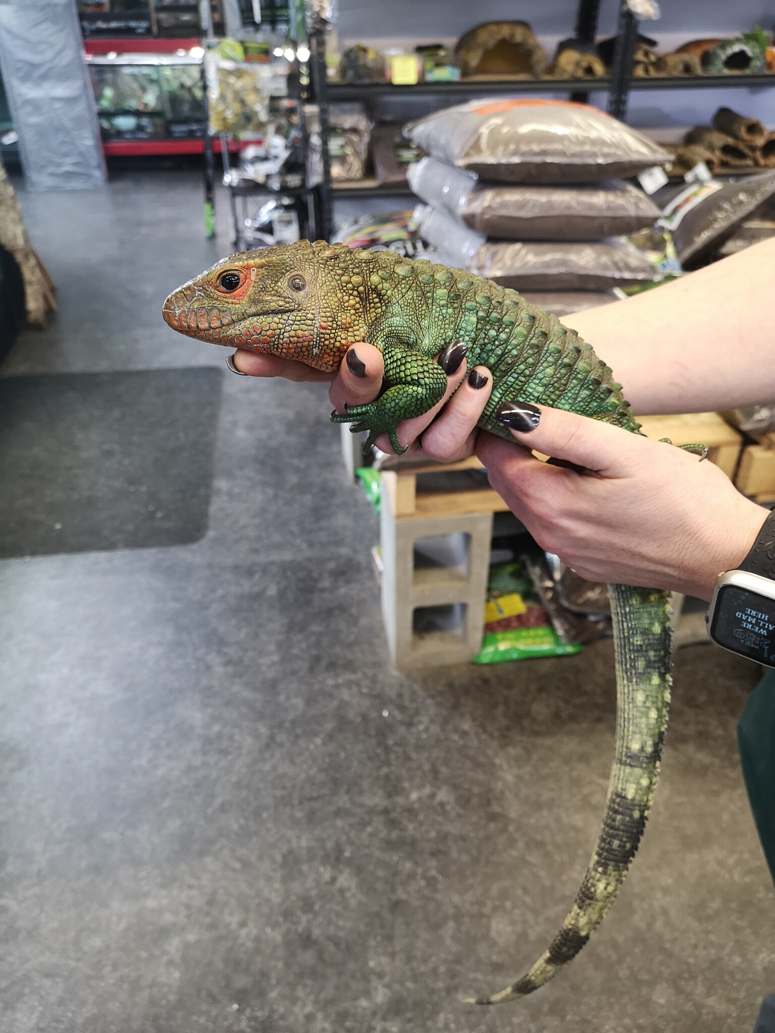 Caiman Lizard, Dracaena guianensis - Roonami