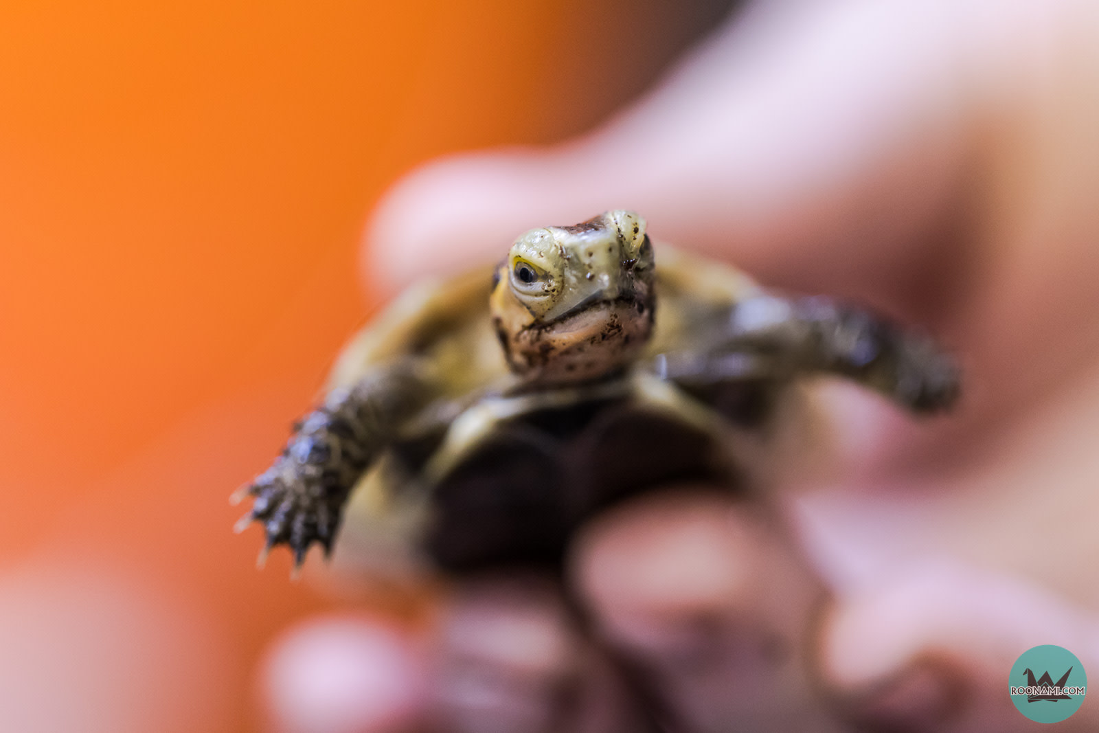 Chinese Box Turtle Edmonton Alberta - Roonami