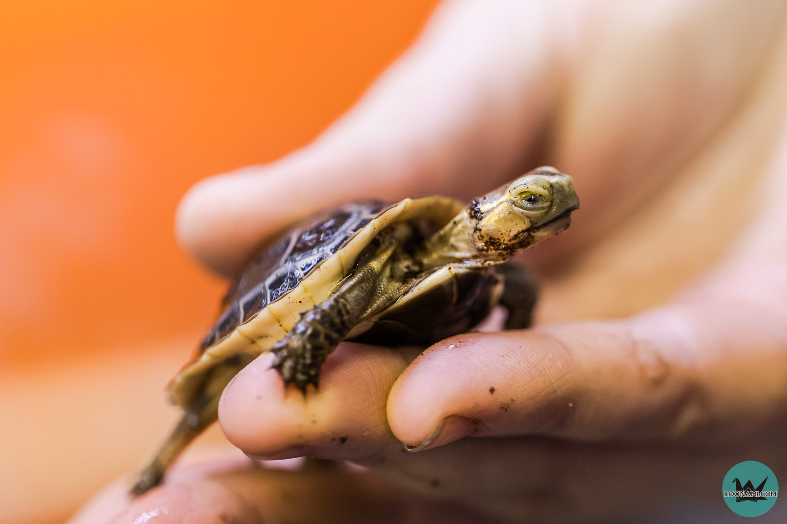 Chinese Box Turtle Edmonton Alberta - Roonami
