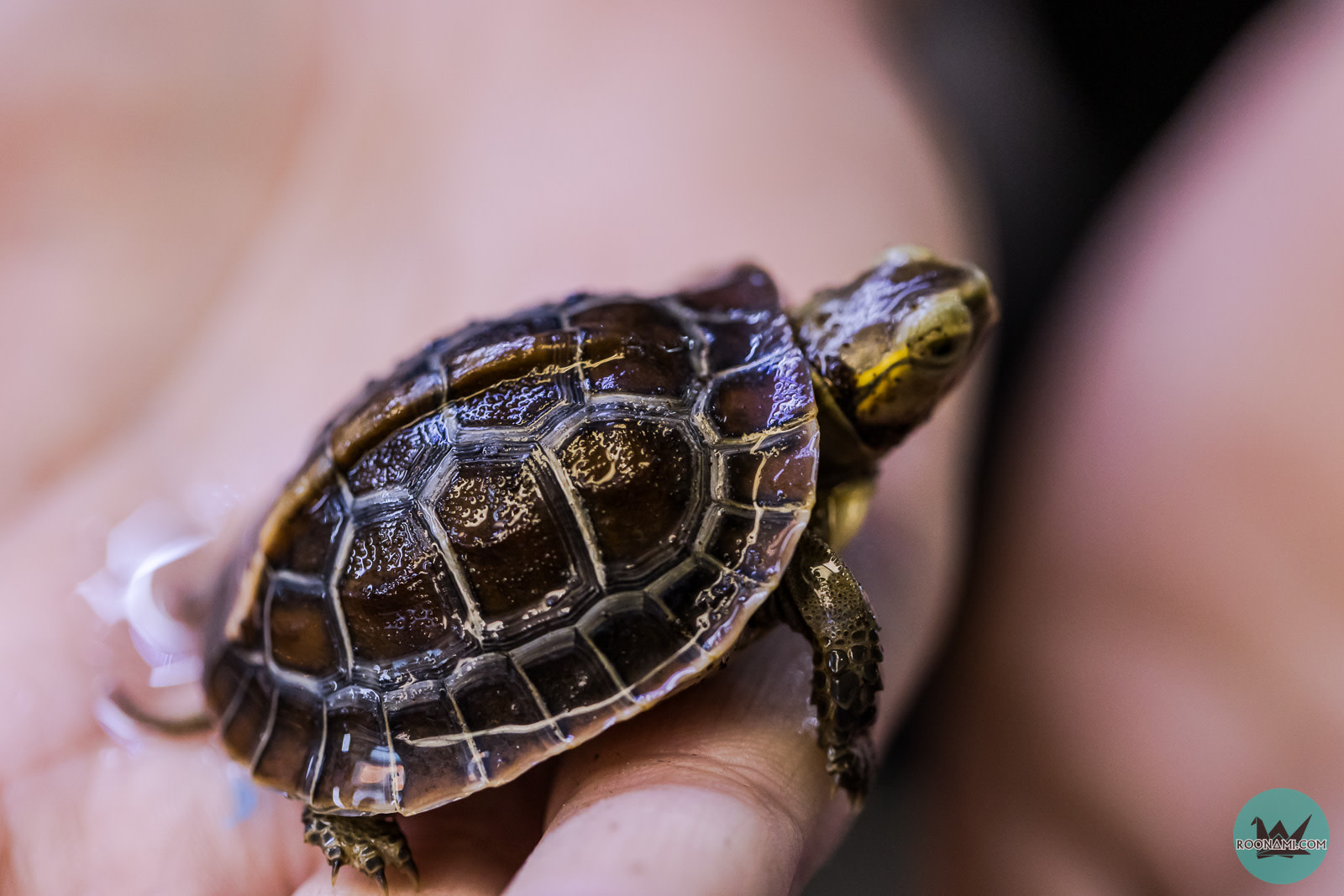 Chinese Box Turtle Edmonton Alberta - Roonami