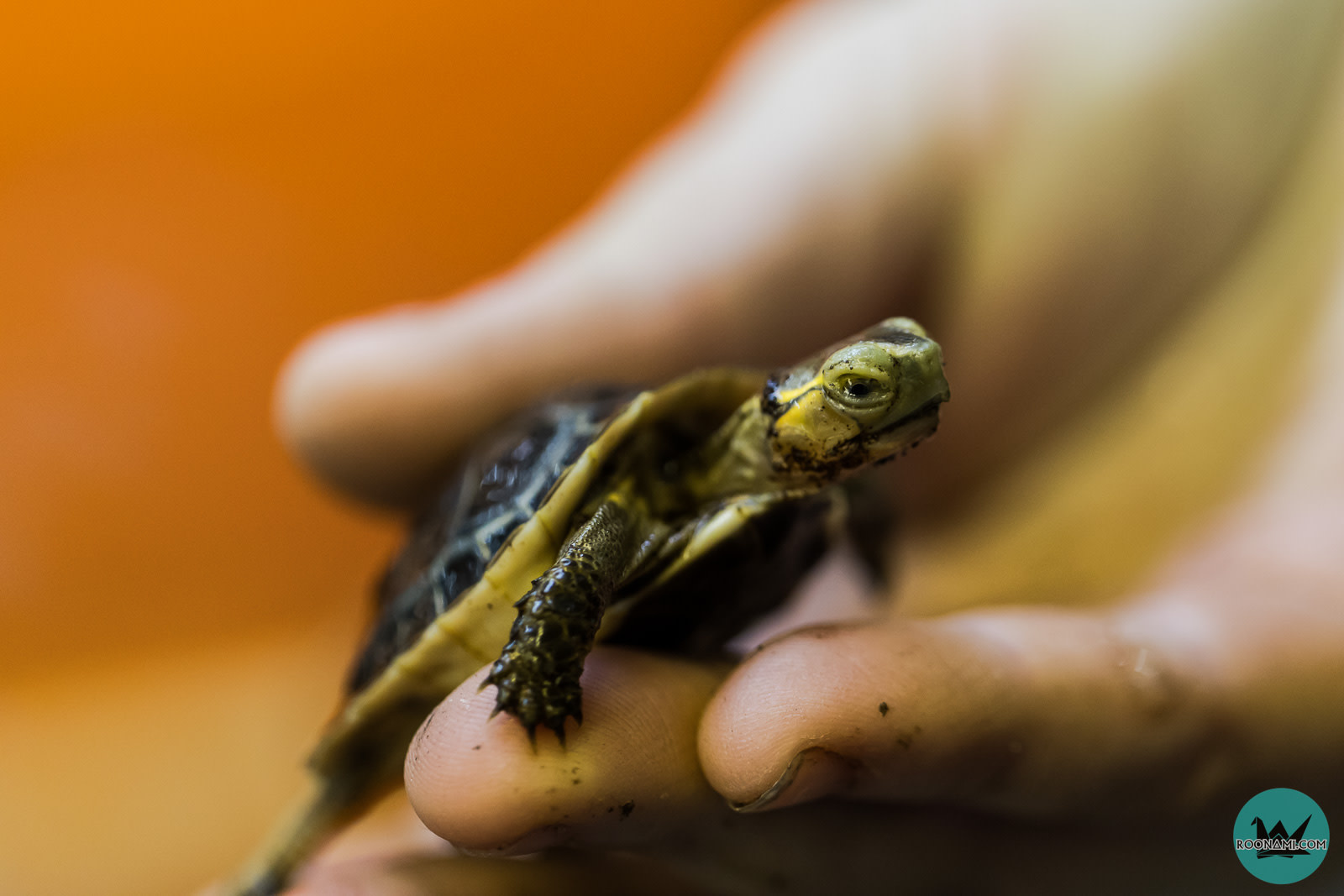 Chinese Box Turtle Edmonton Alberta - Roonami