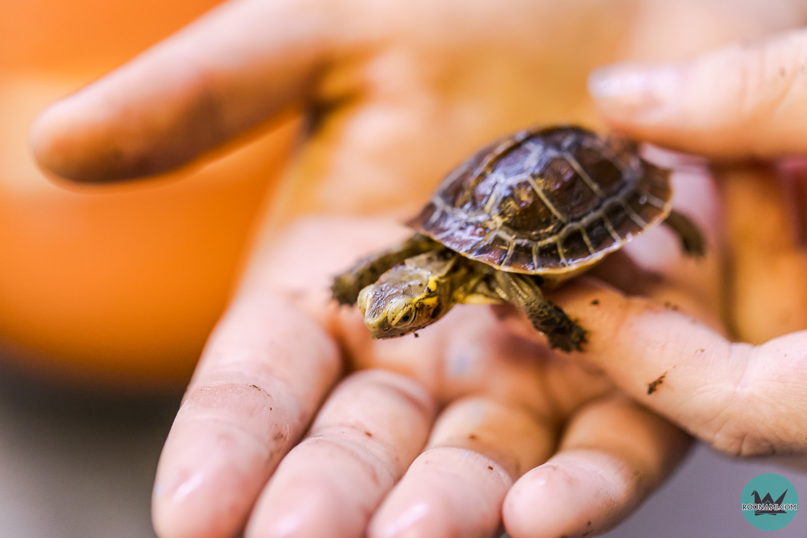 Chinese Box Turtle Edmonton Alberta - Roonami