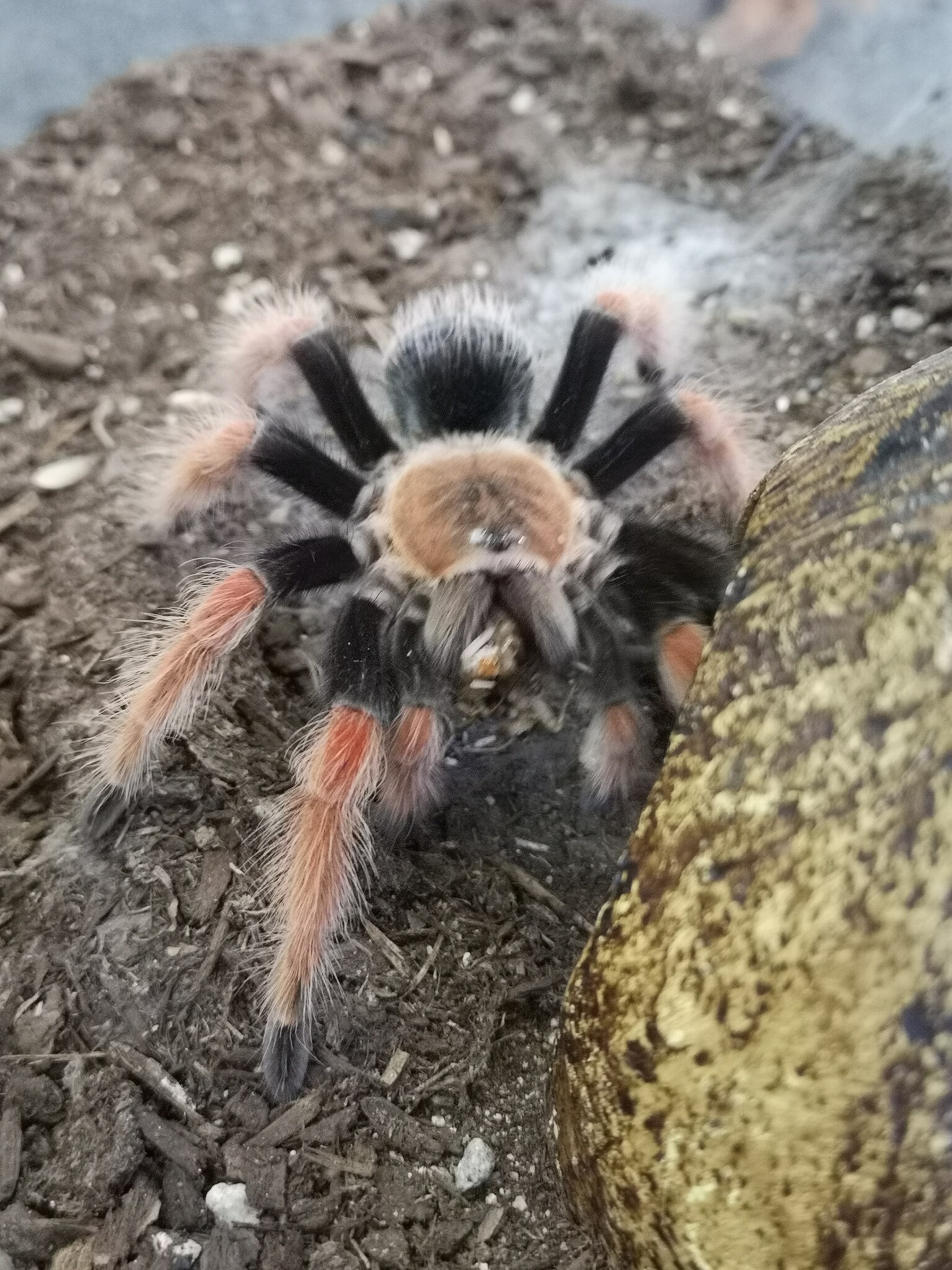 Brachypelma boehmei 4" Mexican Fireleg Tarantula - Roonami