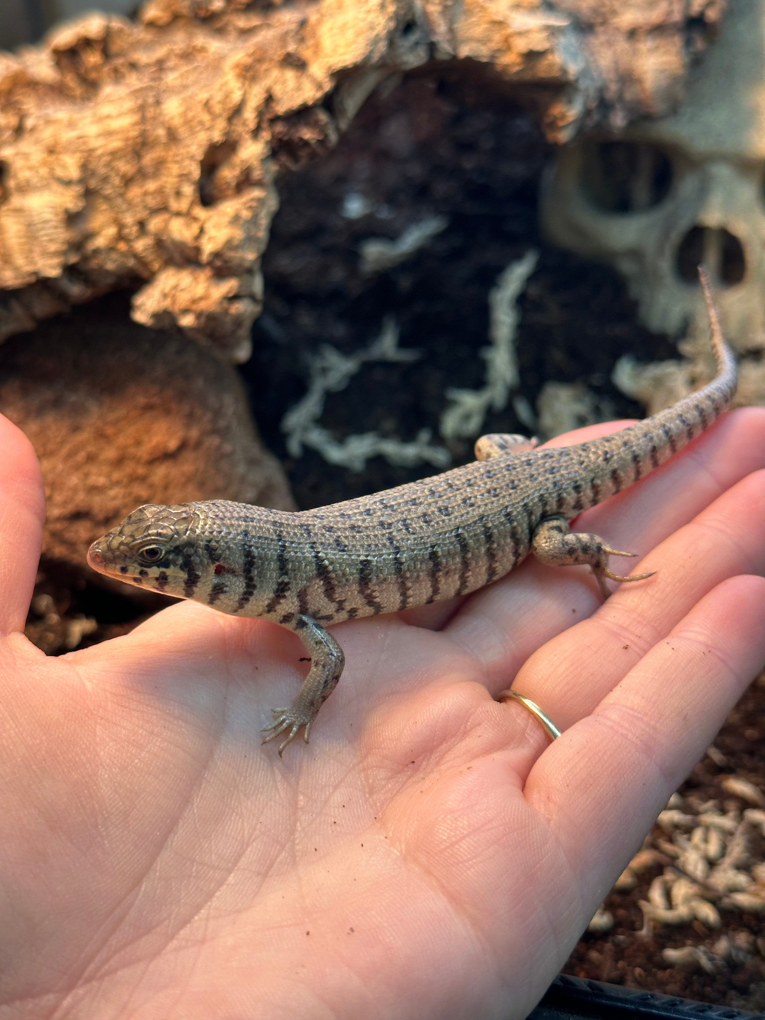 Kenyan Zebra Skink - Roonami
