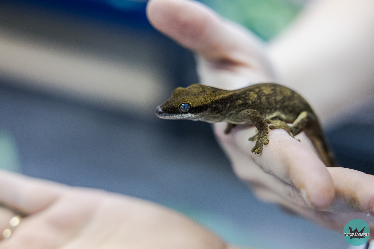 Sarasinorum Gecko - Roonami