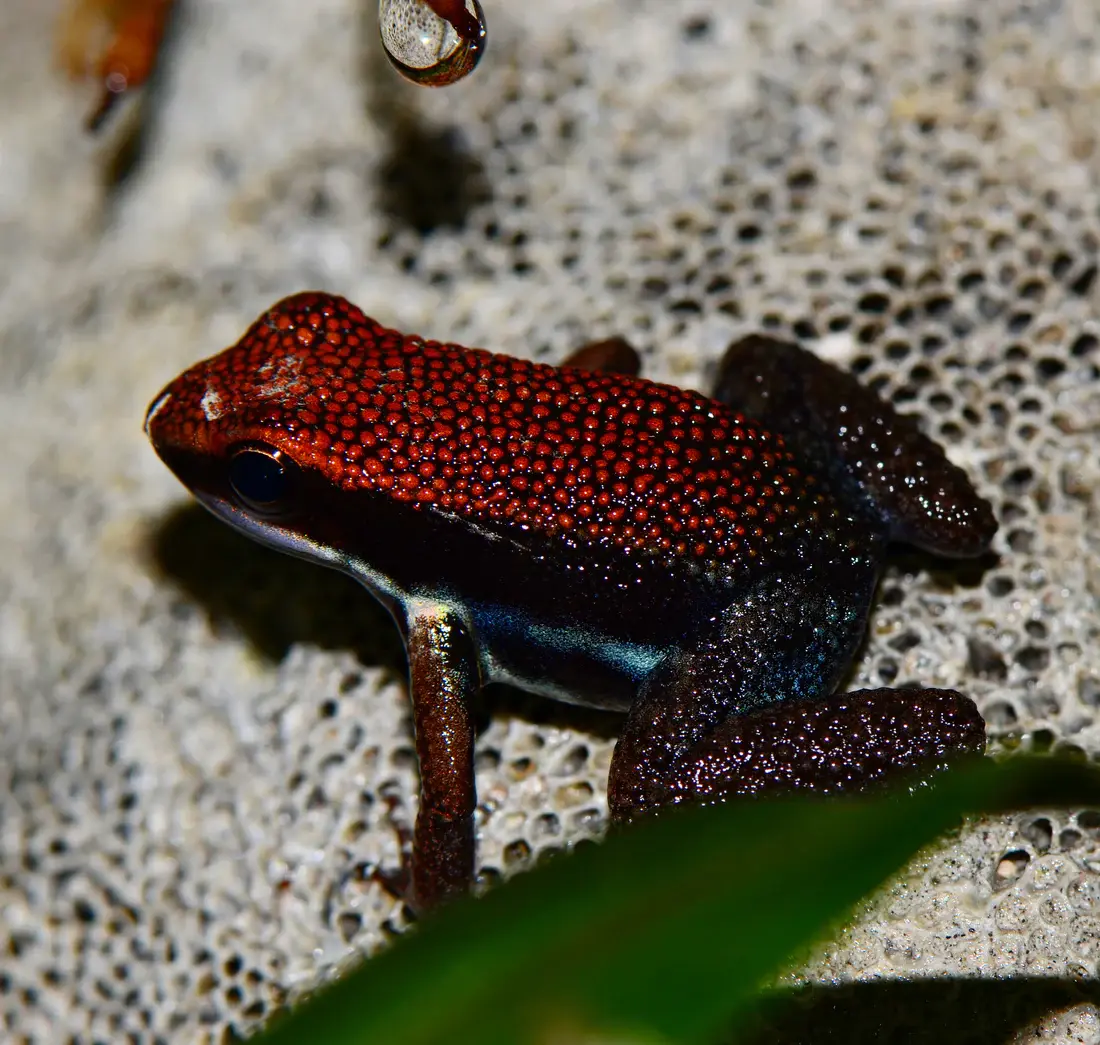 Allobates zaparo Dart Frog - Roonami