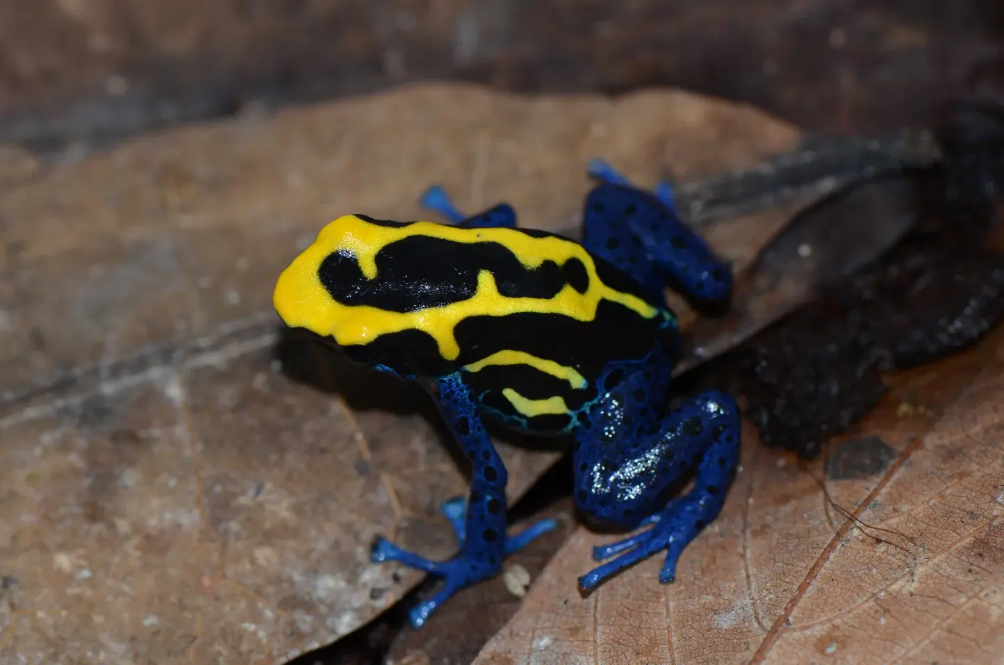 Dendrobates tinctorius Dwarf French Guyana Dart Frog - Roonami