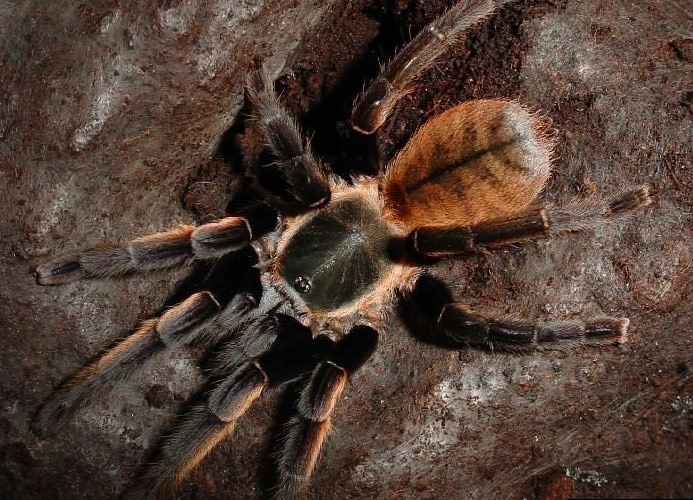 Ornithoctonus aureotibialis 'Thai golden fringe' 1.5" Tarantula - Roonami