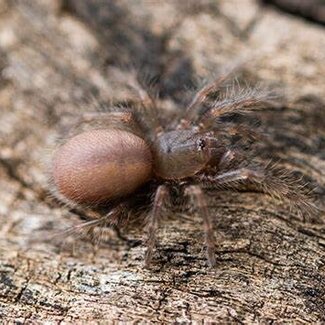 Tarantulas - Roonami