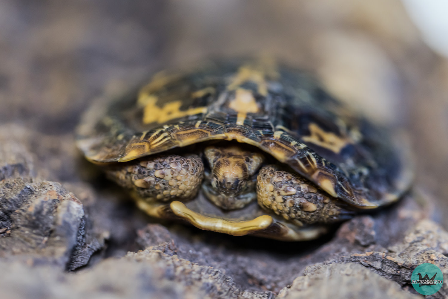 Pancake Tortoise - Roonami