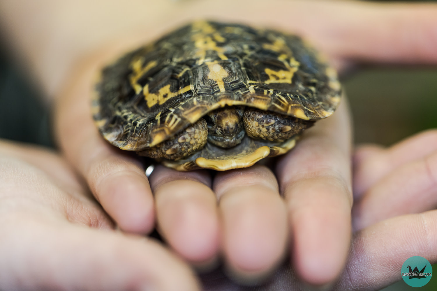 Pancake Tortoise - Roonami