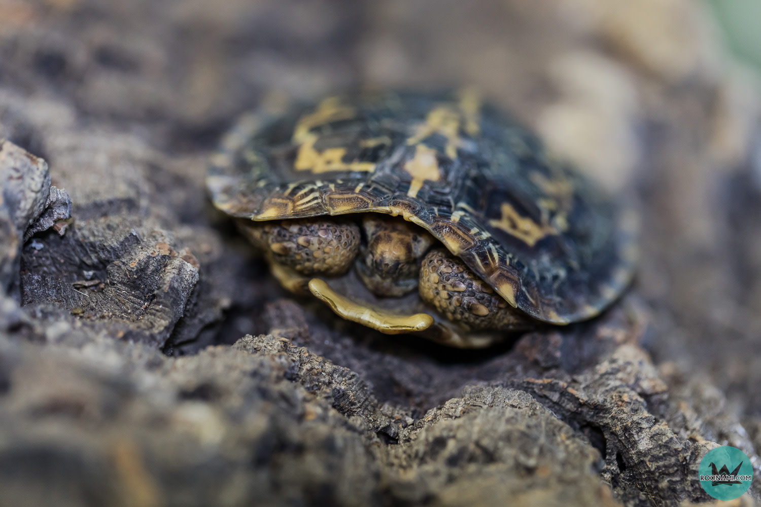 Pancake Tortoise - Roonami