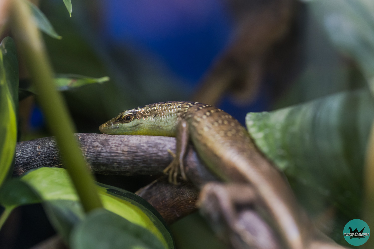 Olive Tree Skink, Dasia olivacea - Roonami