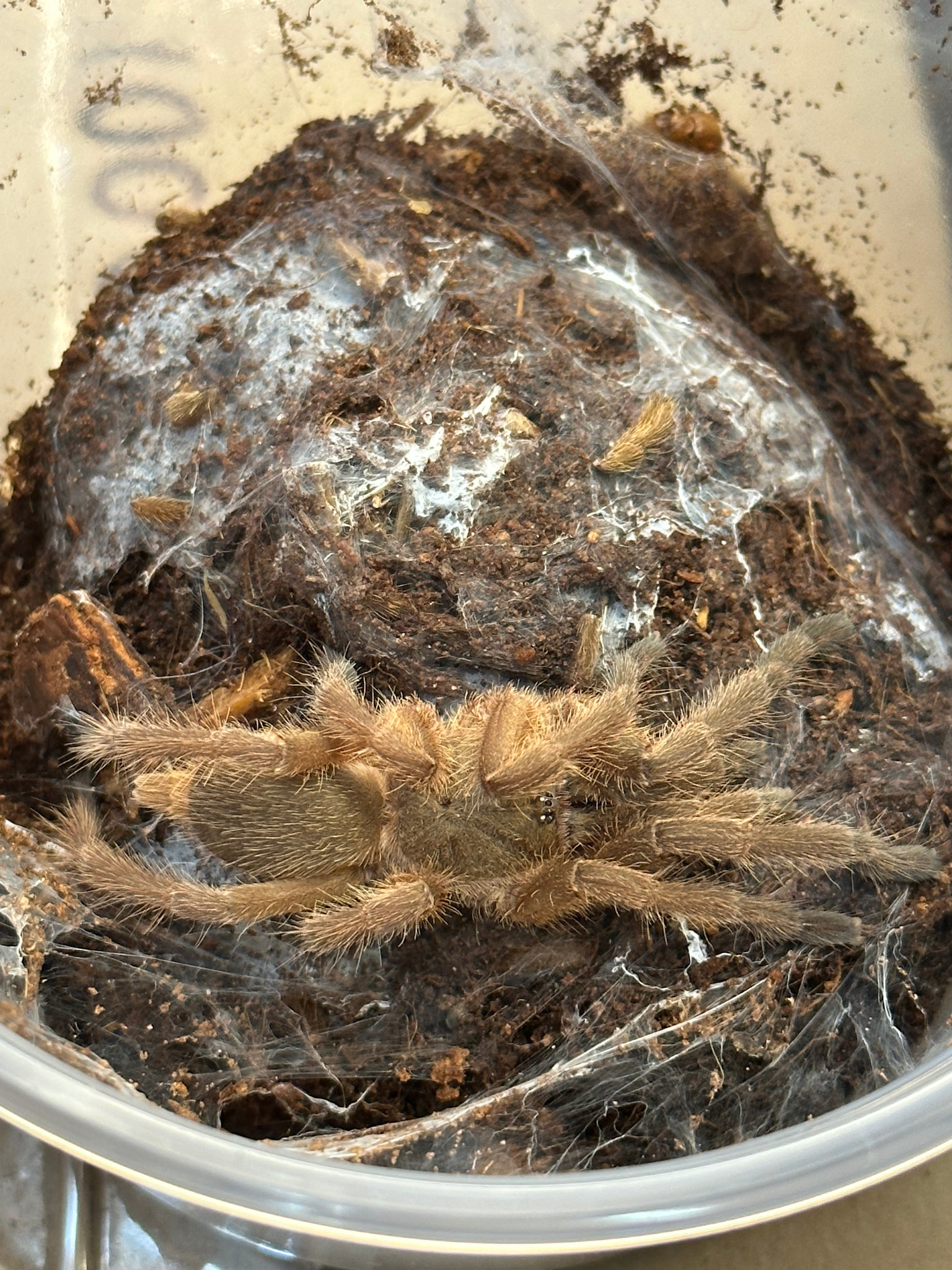 Chilobrachys Guangxiensis Care Sheet