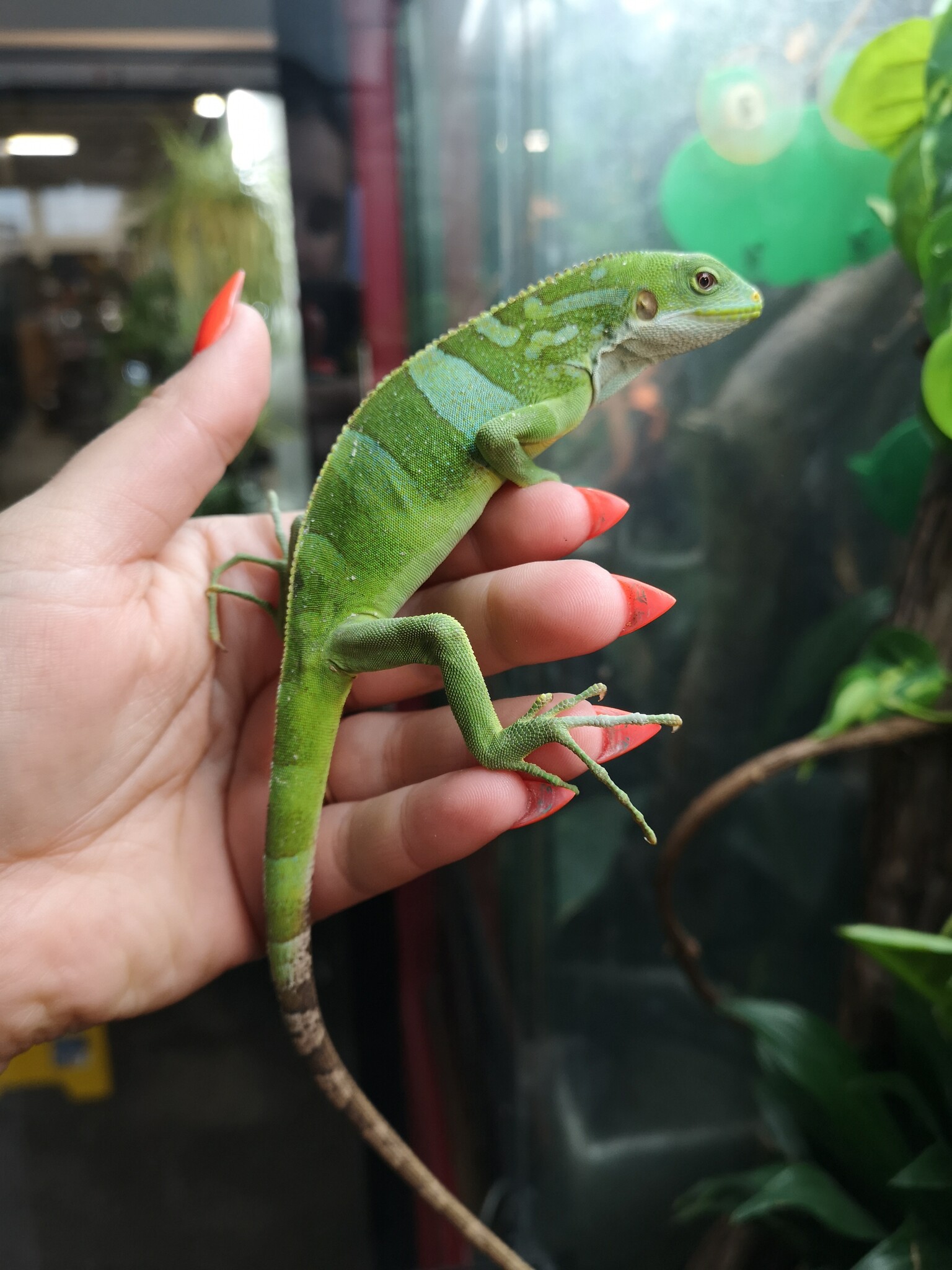 Fiji Banded Iguana Male - Roonami