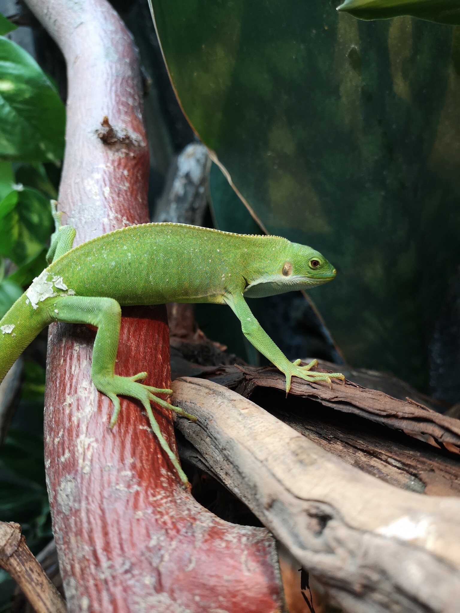 Fiji Banded Iguana Female - Roonami