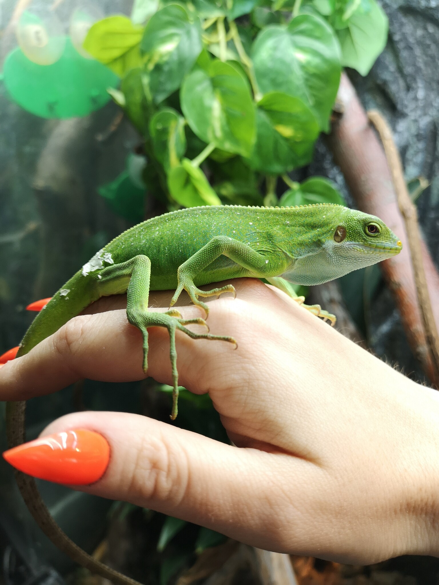 Fiji Banded Iguana Female - Roonami